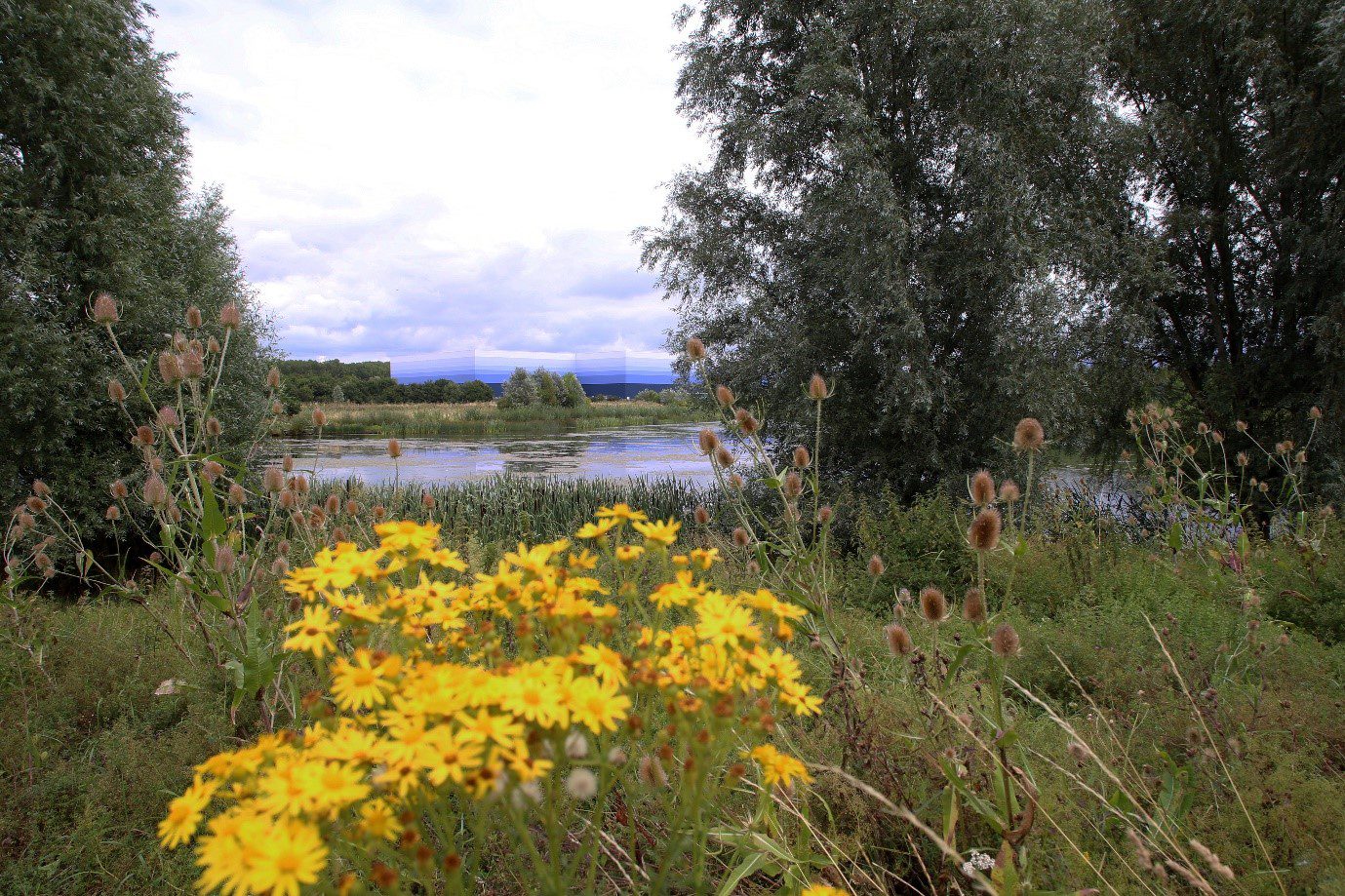 Going Beyond - Our Commitment to Biodiversity - GLP Europe